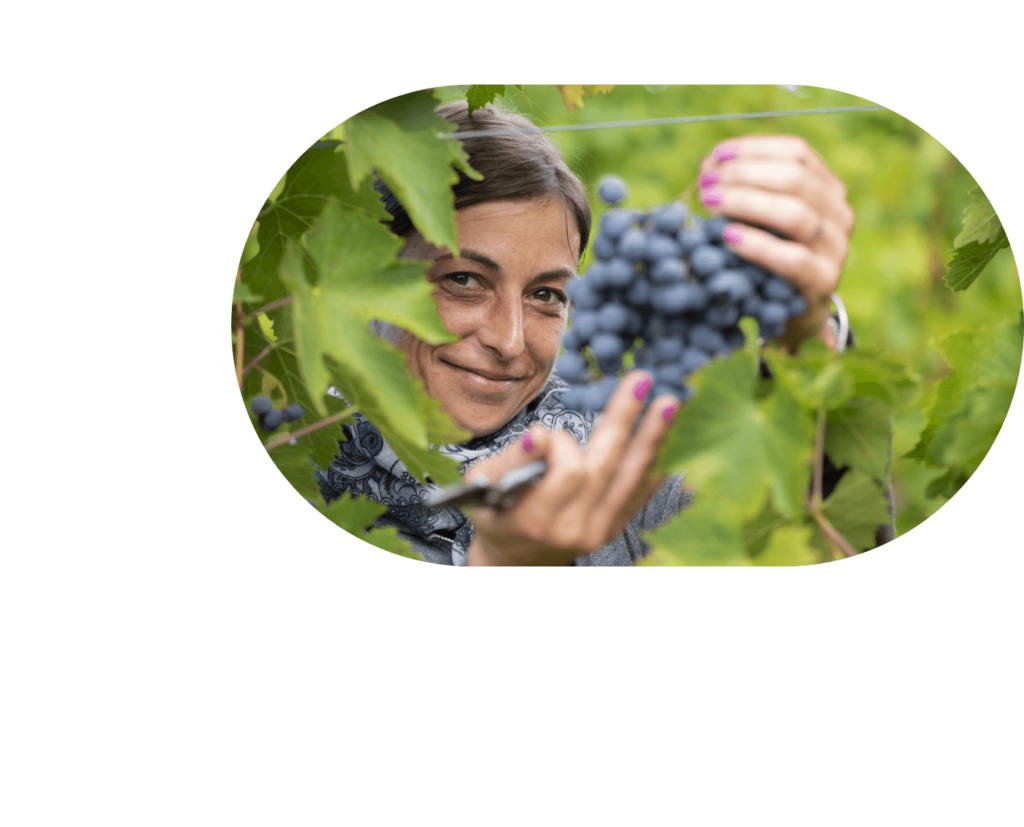 Caviro Group: vision, business model and history | Caviro