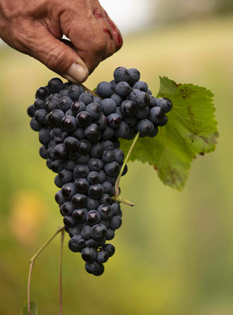 Caviro Group: the biggest vineyard in Italy