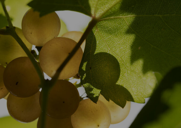 Caviro Group: vision, business model and history | Caviro